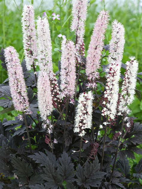 Actaea Simplex Chocoholic Baneberry Dutchgrown™
