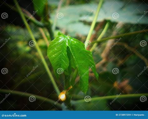Young Cassava Leaf Stock Image Image Of Leaves Color 273897259