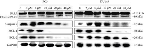 Effect Of Econazole On The Cell Cycle And Apoptosis A Du145 And Pc3