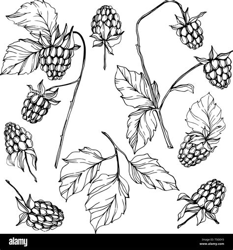 Vector Raspberry Healthy Food Isolated Black And White Engraved Ink Art Isolated Berries
