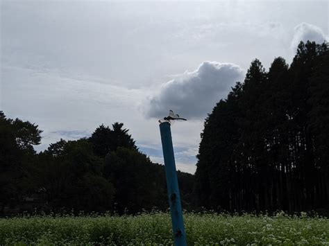 長沼健一チャフフレア／ウェブサイト制作会社／葛飾 On Twitter 雨が心配されたけど、日光のフォレストグリフ歴代一位くらい快適な