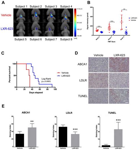 An Lxr Cholesterol Axis Creates A Metabolic Co Dependency For Brain