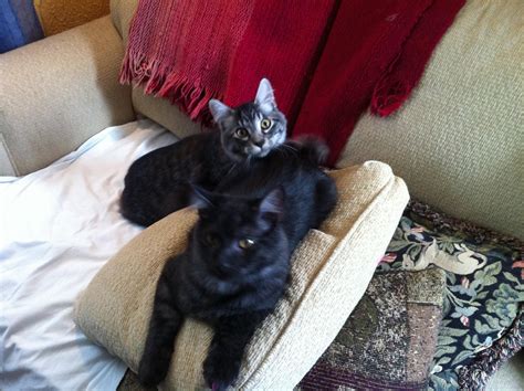 Elwood And Jake Scrolller