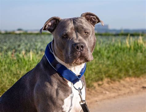 American Bully Controversy Dangers Lifespan Size Temperament