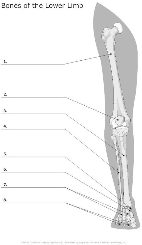 Upper Extremity Bones Unlabeled