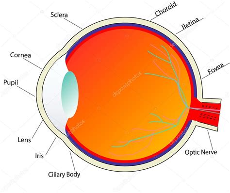 Understanding The Eye Anatomy Health Life Media