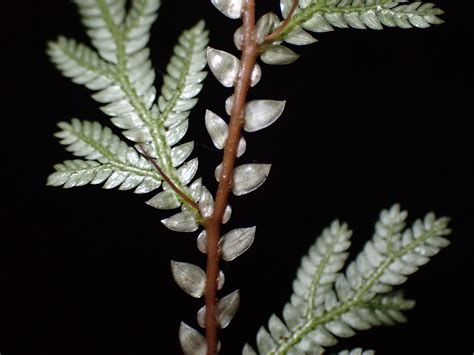 Selaginella Biformis Selaginellaceae