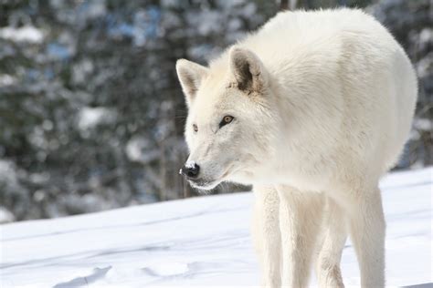 Colorado Wolf And Wildlife Center Arctic Wolves
