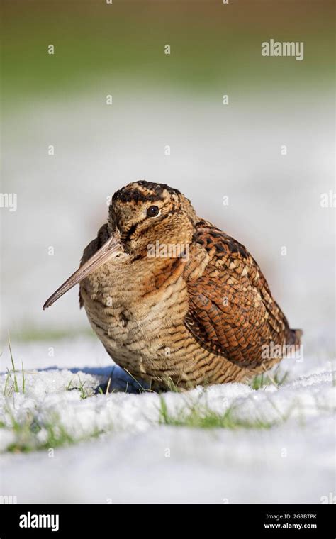 Eurasian Woodcock Scolopax Rusticola Foraging In Snow Covered Meadow
