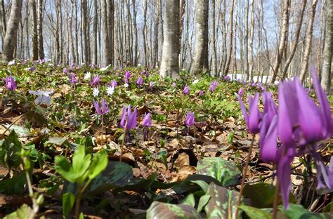 早坂高原カタクリの花見頃 いわいずみブログ
