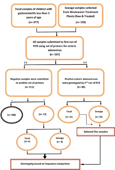 Simplified Flow Chart Describing The Number And Type Of Collected