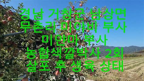 경남거창군남상면무촌리미야비부사미얀마부사농합색깔박사2회살포후생육상태 241030수경남거창남상무촌미야비부사 손범규농합농법 농합색깔박사세트2차엽면시비 상담