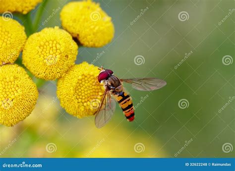 Abelha Na Abelha Que Surpreende Abelha Da Flor Polinizada Da Flor