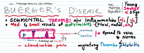 Buergers Disease Pathonotes