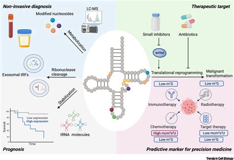 Trna Modifications Insights Into Their Role In Human Cancers Trends In Cell Biology