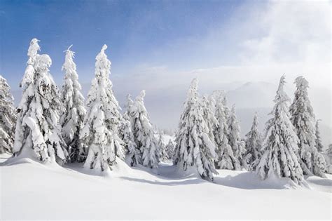 겨울 풍경입니다 눈으로 덮인 잔디밭에는 서리가 내린 날에 눈송이가 쏟아져 서 있습니다 사진 이미지에 대한 스톡 사진 및 기타 이미지 사진 이미지 실루엣 0명 Istock