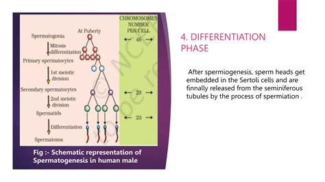 Presentation Spermatogenesispptx
