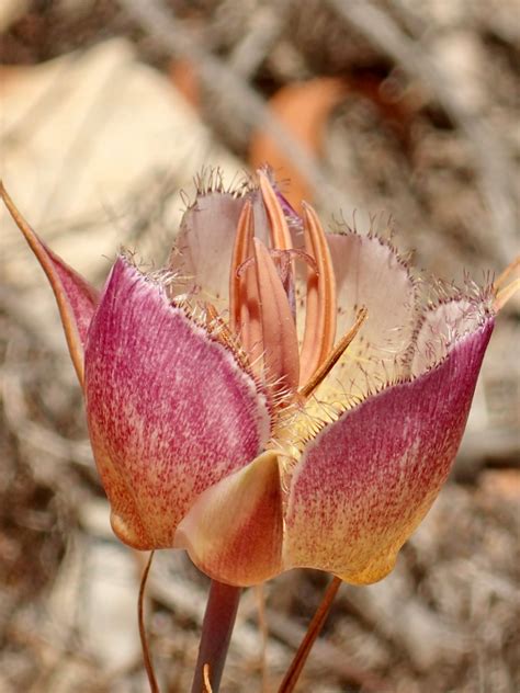 Calochortus Plummerae Calflora