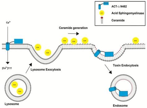 Toxins Special Issue Bacterial Pore Forming Toxins