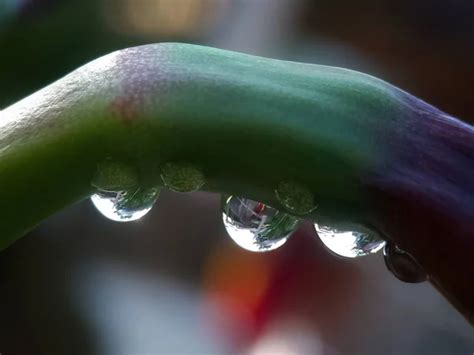 O Orvalho Na Planta картинки стокові O Orvalho Na Planta фотографії зображення Скачати з