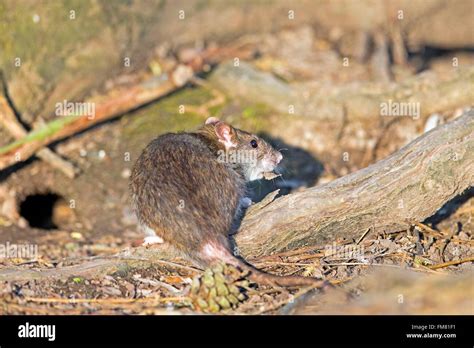 France Bas Rhin Selestat Brown Rat Also Referred To As Common Rat