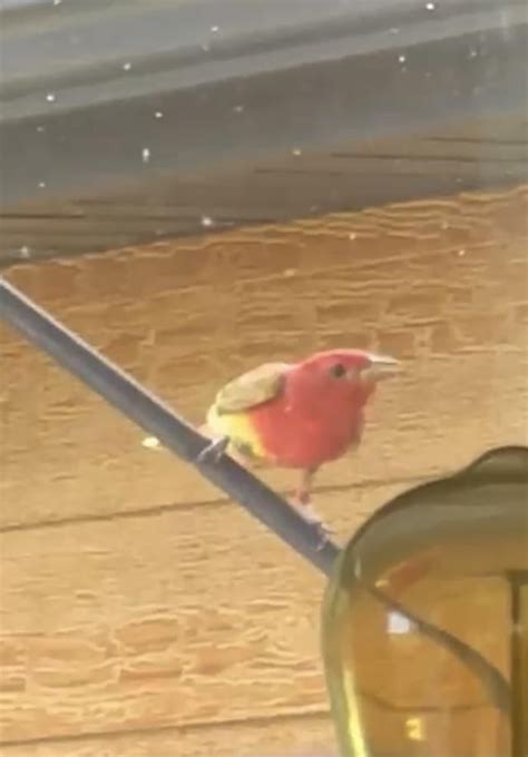 Nw Arkansas Bird Flying At Windows R Whatsthisbird