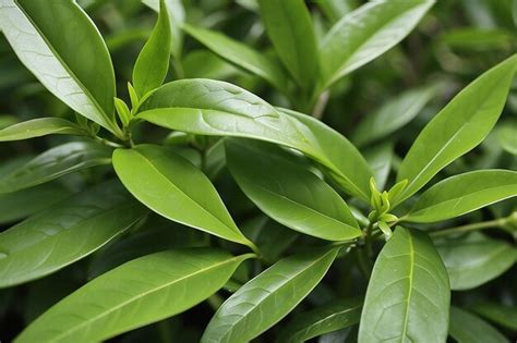 Tea Leaf Lanceolate Glossy Green Premium Ai Generated Image