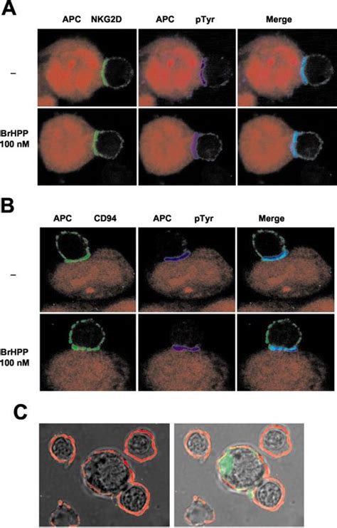 Uncoupling Between Immunological Synapse Formation And Functional