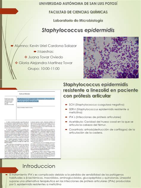 Staphylococcus Epidermidis Pdf Especialidades Medicas Microbiología