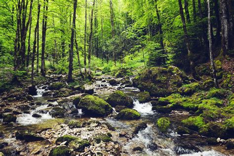 Forest Bathe In The Most Heavenly French Forests