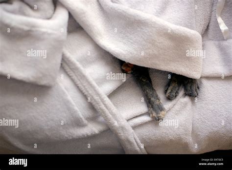 Domestic Cat In The Home Sleeping Under Dressing Gown With Just Paws