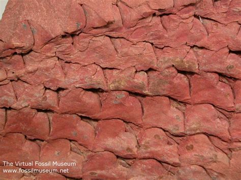 Lepidodendron Mannabachense