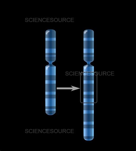Duplication Mutation