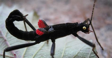 Tywkiwdbi Tai Wiki Widbee Black Beauty Stick Insect