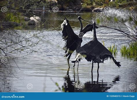 Dancing Water Birds On A Sunny Summer Day Stock Image Image Of