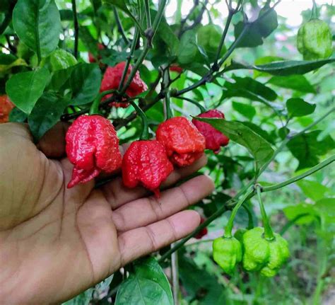 Buy Carolina Reaper Seeds Online In India Mountain Top Seed Bank