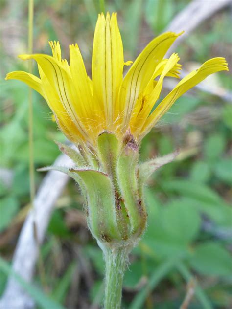 Florets And Phyllaries Photos Of Agoseris Glauca Asteraceae