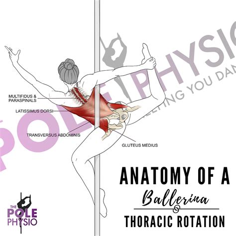 Anatomy Of A Ballerina