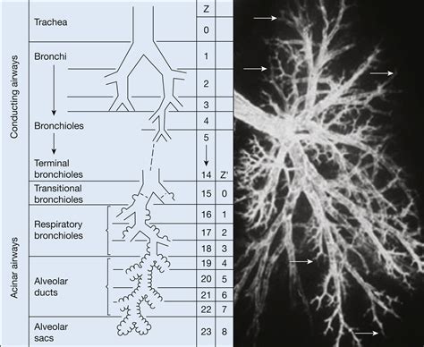 Seven Pillars Of Small Airways Disease In Asthma And Copd Chest