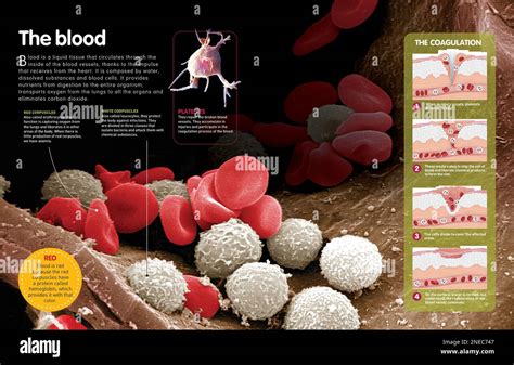 Infographic That Analysis The Components Of Blood Their Functions And