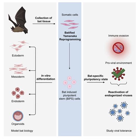 Bat Pluripotent Stem Cells Reveal Unusual Entanglement Between Host And