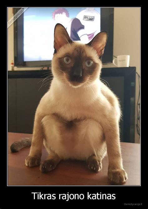 Tikras Rajono Katinas Demotyvacijalt