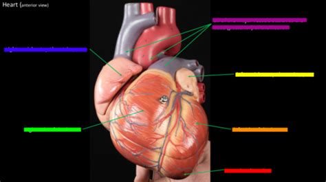 Anatomy Lab 8 Flashcards Quizlet