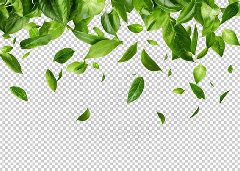 Leafs Isolated Transparency Background Premium Ai Generated Psd