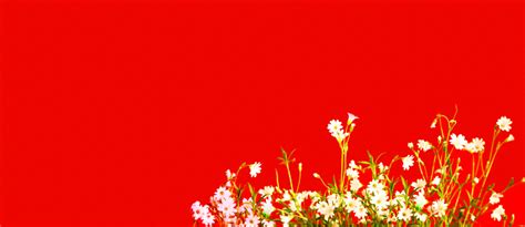 붉은 배경의 주홍색 그늘에 하얀 야생화 여름 색상 트렌드 2022 주목을 끄는 팔레트 계절별 프로젝트를위한 창조적 인 복사 공간 2022년에 대한 스톡 사진 및 기타 이미지