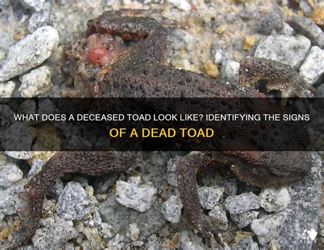 What Does A Deceased Toad Look Like Identifying The Signs Of A Dead
