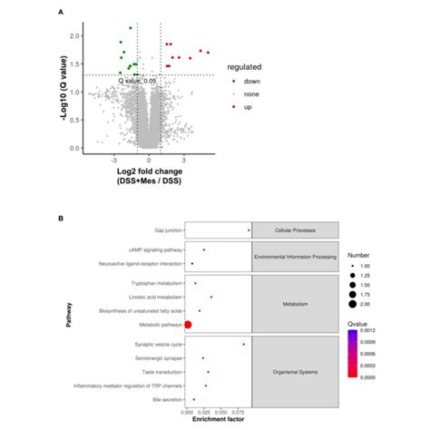 Alteration Of Gut Metabolites In Dss Induced Uc Model Caused By Mz Download Scientific