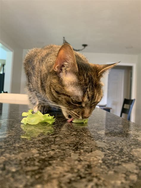 Mia Kitty Connection