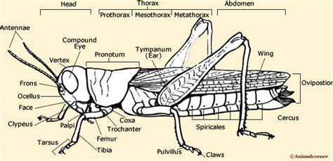The Ultimate Guide To Labelling A Grasshopper Diagram