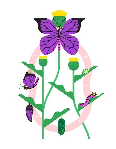 Premium Vector Butterfly Metamorphosis Science Vector Illustration
